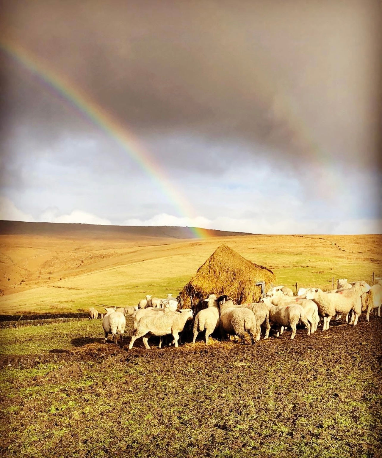 Albion Farm Online Butchers & Deli – Albion Farm Online Butchers & Deli